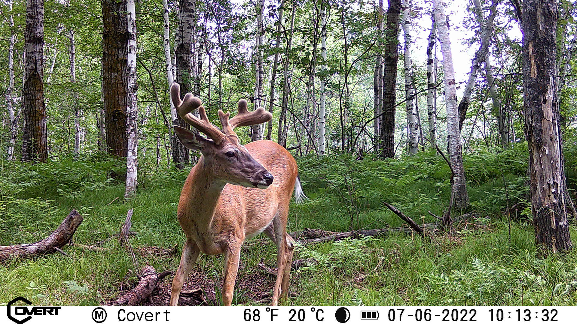 How To Read Deer Sign | What Deer Tracks, Scat, & Scrapes Tell You