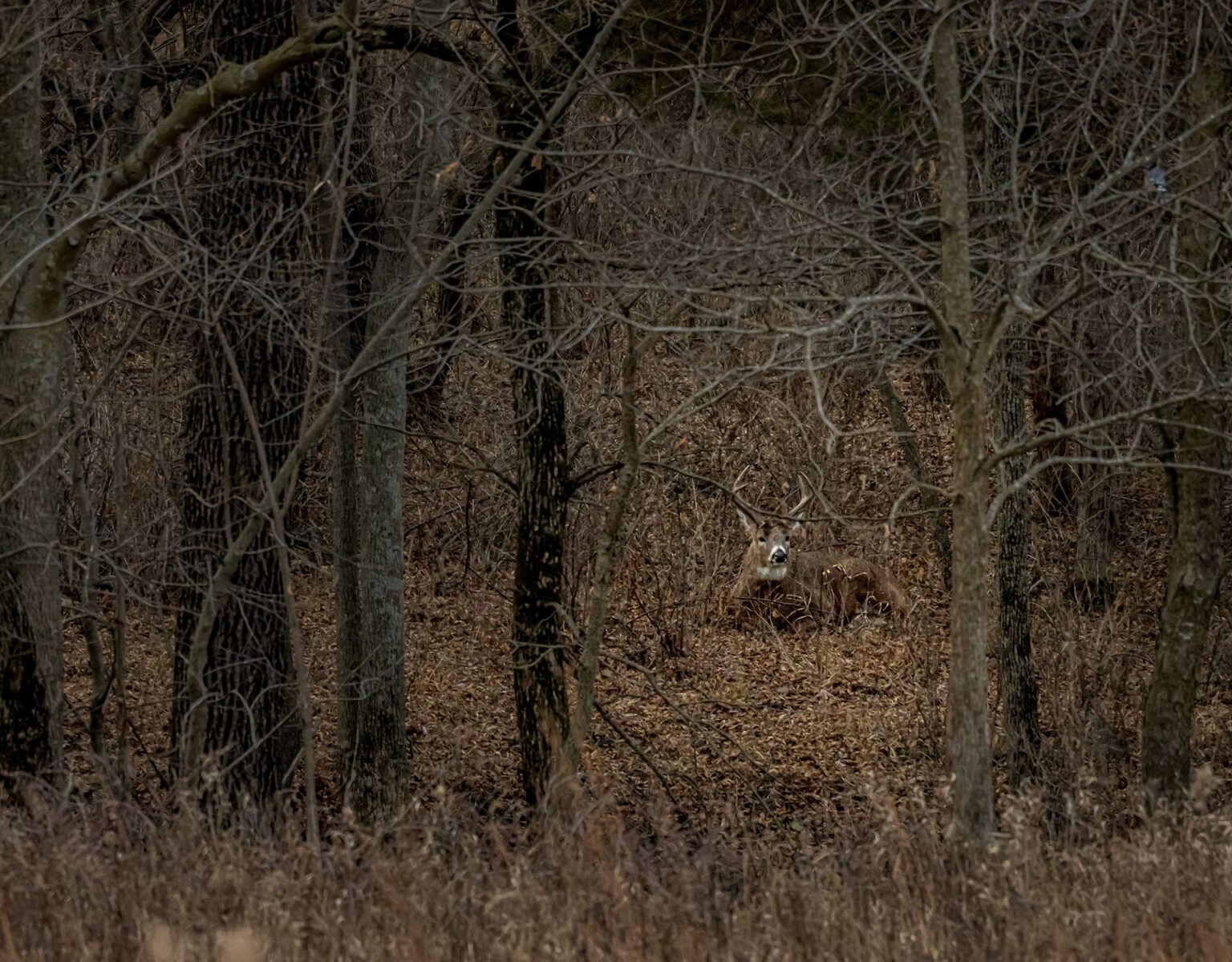 How To Read Deer Sign | What Deer Tracks, Scat, & Scrapes Tell You