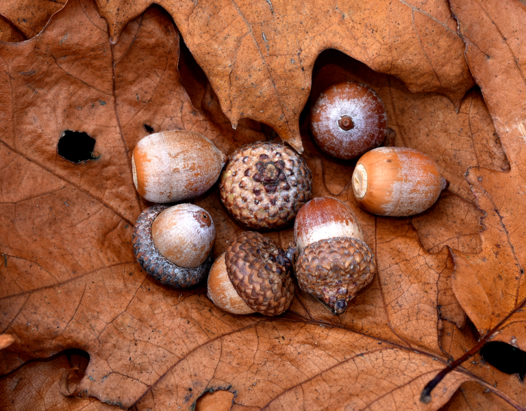 Scouting Oak Tree Acorns | Whitetail Hunting | onX Hunt