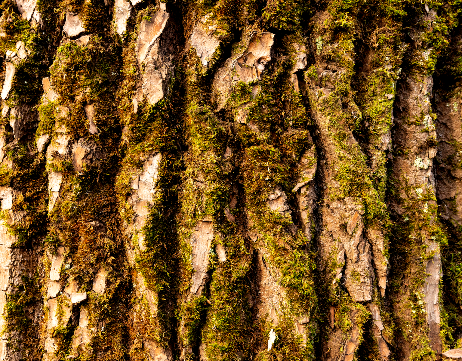 Scouting Oak Tree Acorns | Whitetail Hunting | onX Hunt