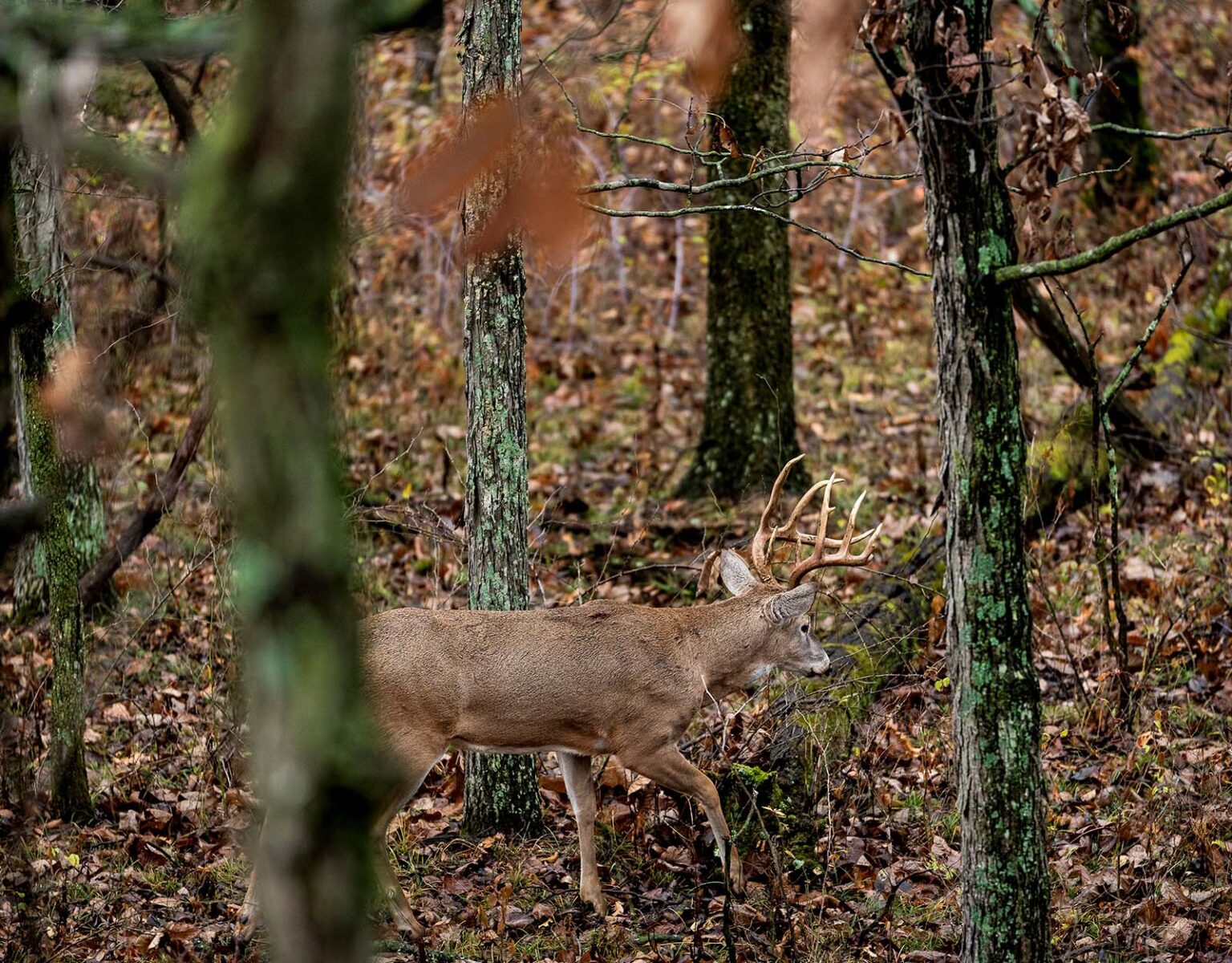 2024 Rut Predictions | Deer Rut Season Tips From Experts | onX Hunt