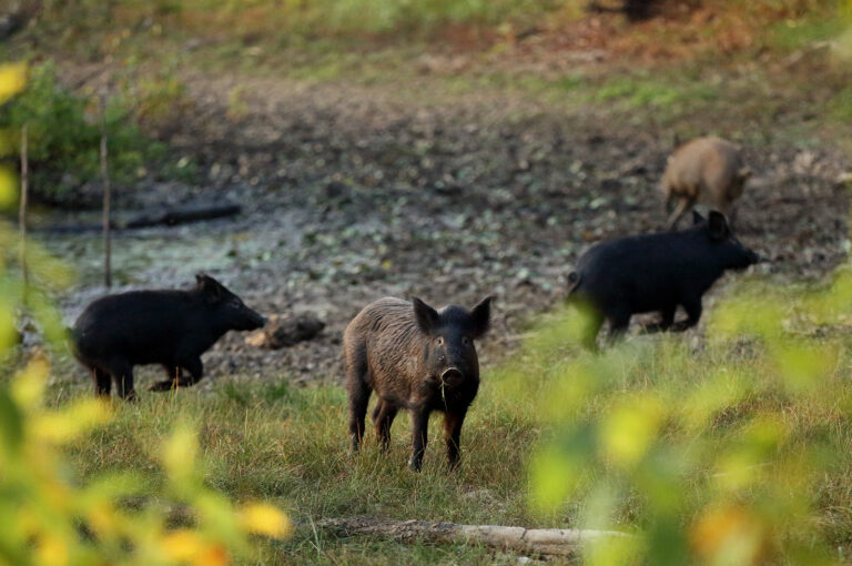 Wild Hog Hunting | Plan Your Hunt With Expert Tips