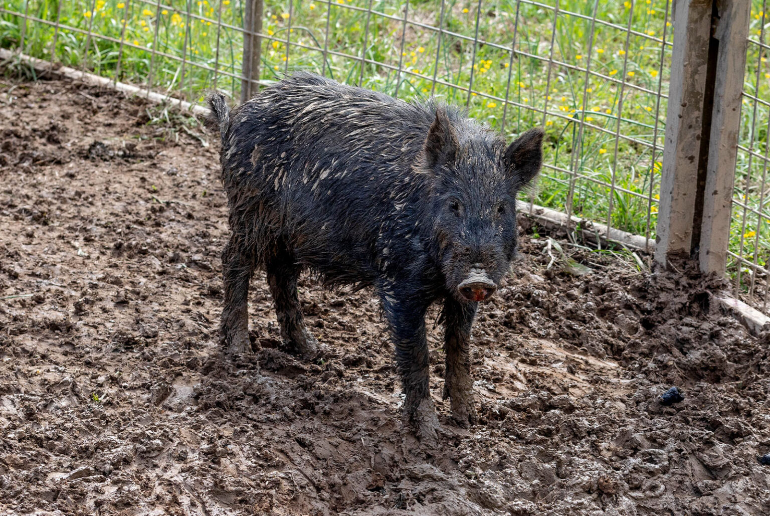 Wild Hog Hunting | Plan Your Hunt With Expert Tips