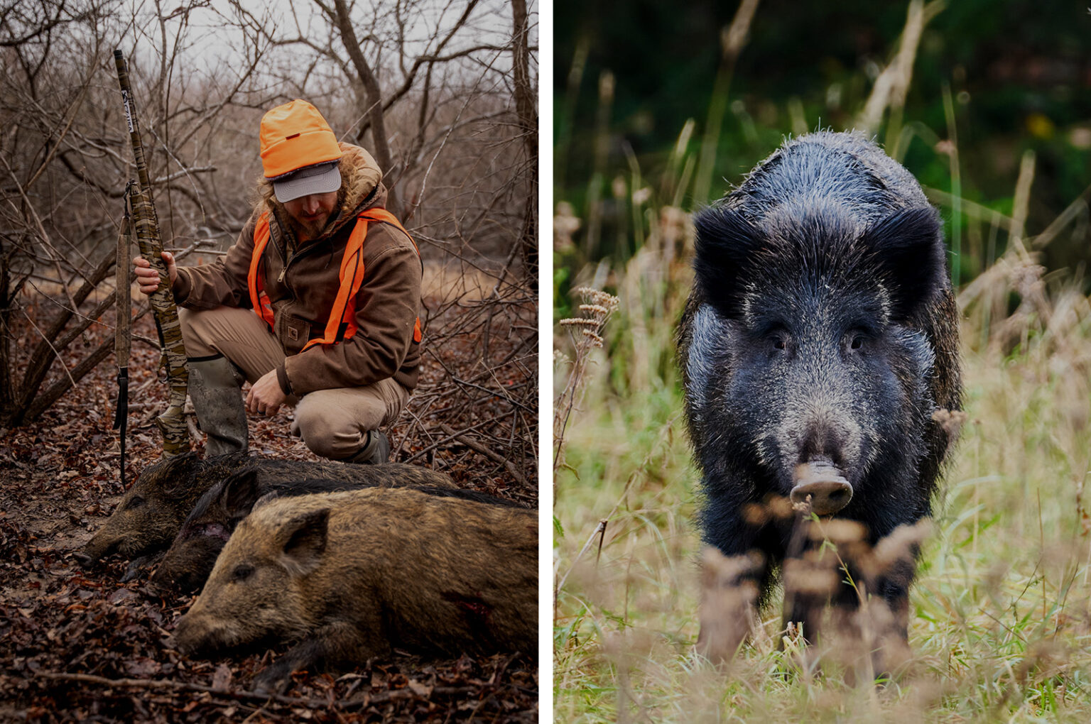 Wild Hog Hunting | Plan Your Hunt With Expert Tips
