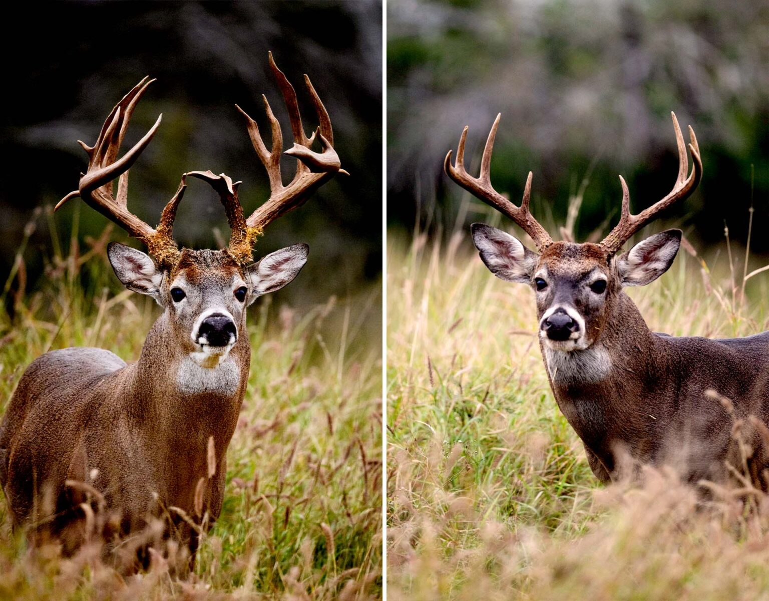 How To Score a Whitetail Deer | DIY Guide