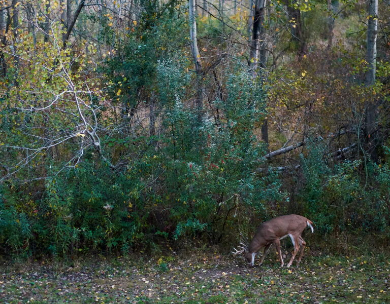 Michigan Deer Hunting Season: Dates, Regulations & Tips | onX Hunt