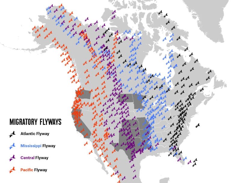 Duck Migration Report and Waterfowl Hunting Tips | onX Hunt