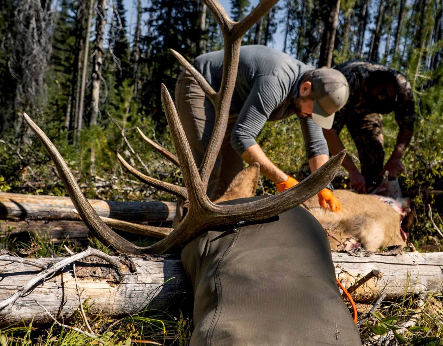 The Gutless Method: Efficiently Quarter an Elk | onX Hunt