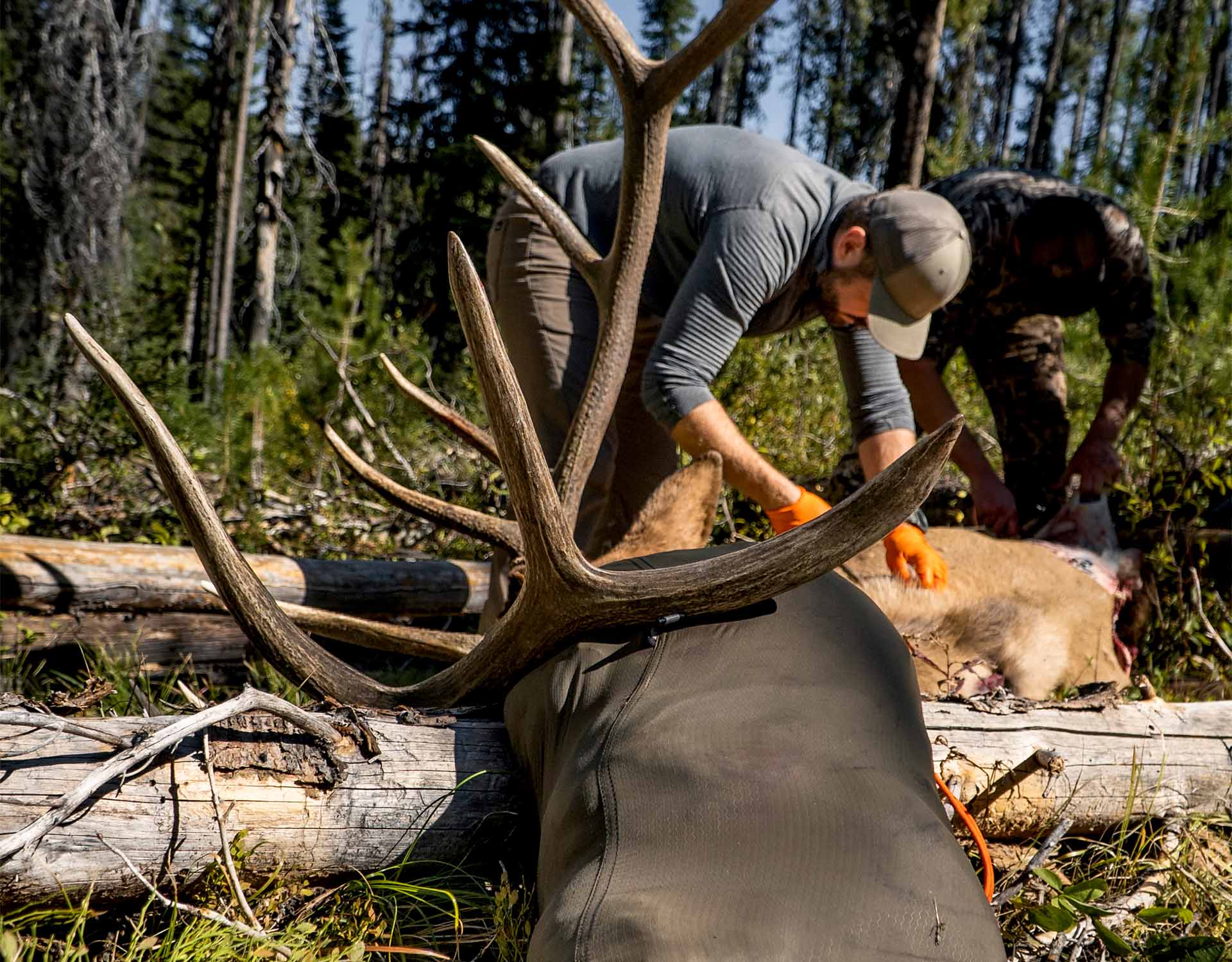 The Gutless Method: Efficiently Quarter an Elk | onX Hunt