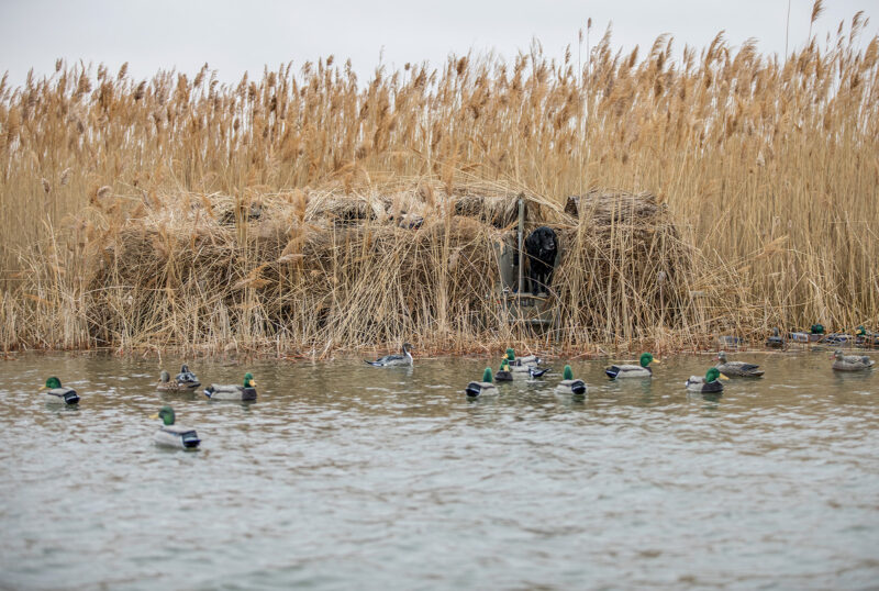Duck Migration Report and Waterfowl Hunting Tips | onX Hunt