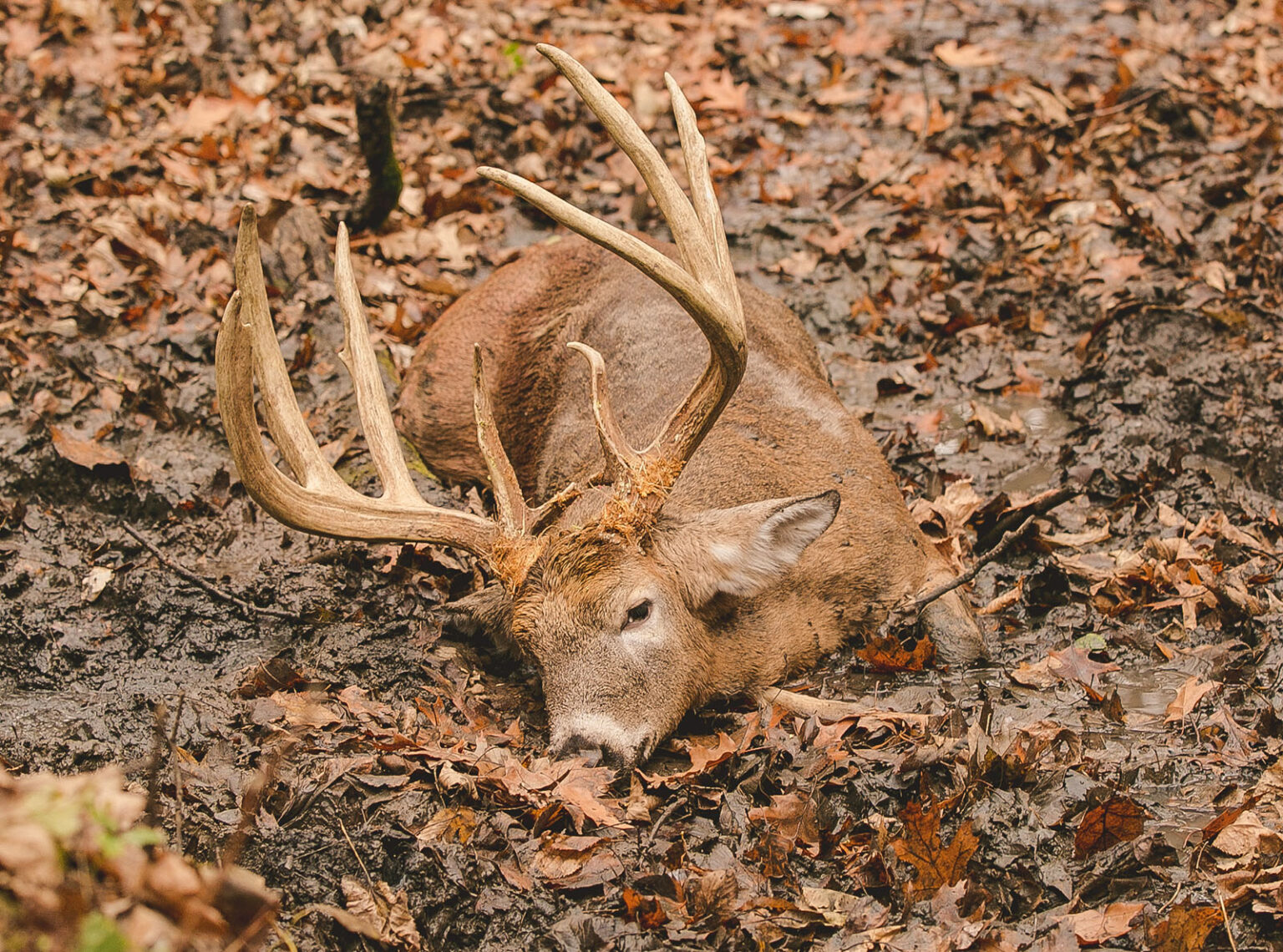 What to Do After You Shoot a Deer: Tips for Recovery and Tracking | onX ...