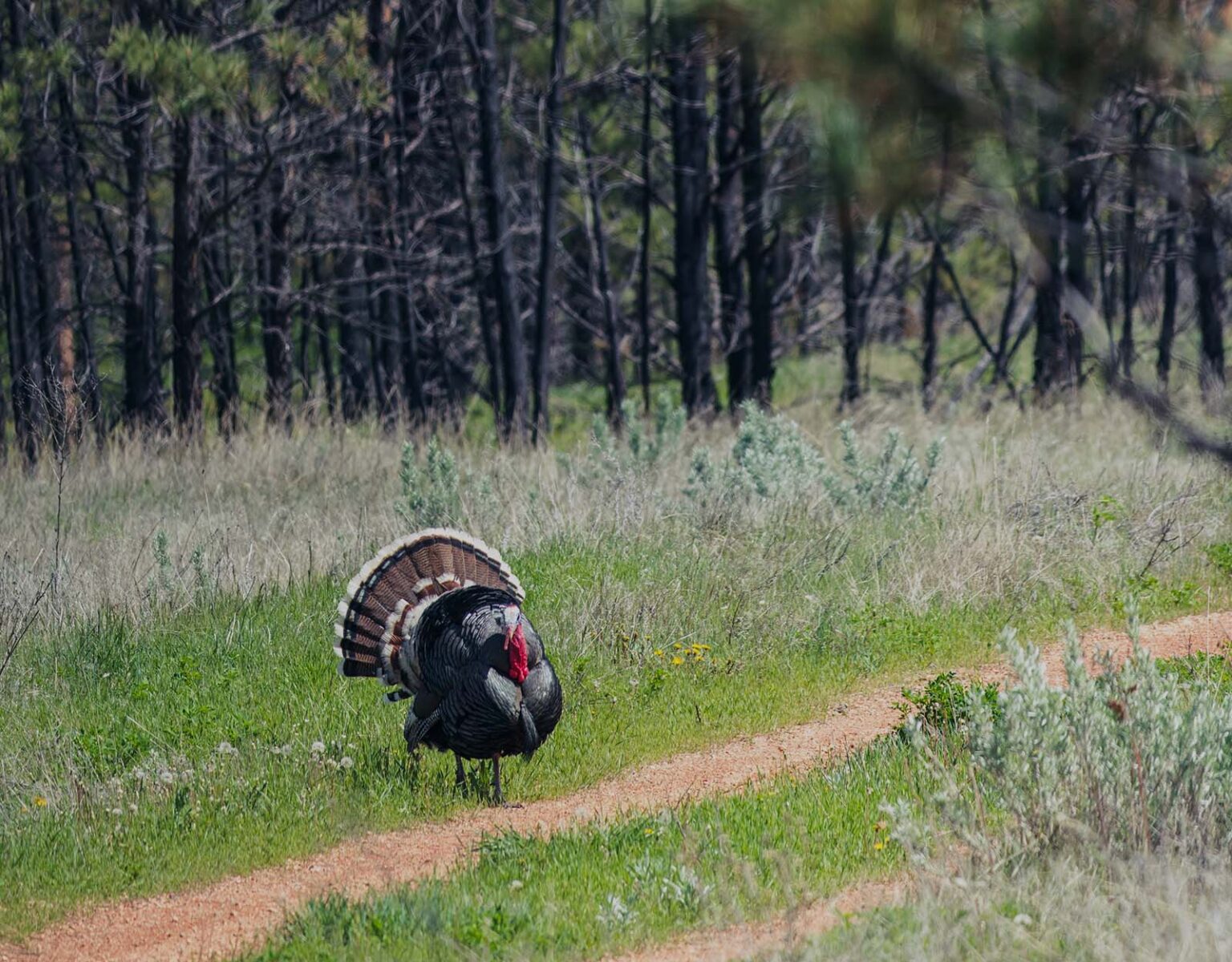 2025 Turkey Season Strut Report: Key Trends & Expert Insights | onX Hunt