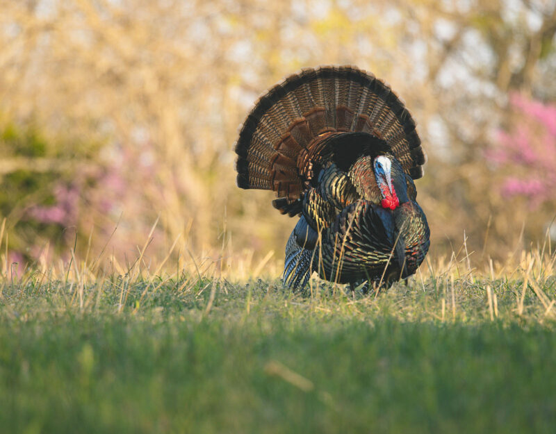 2025 Turkey Season Strut Report: Key Trends & Expert Insights | onX Hunt