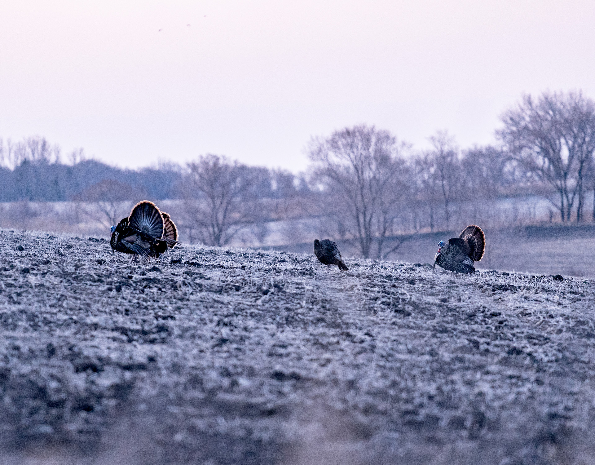 Find More Turkeys | How To Roost a Turkey | onX Hunt