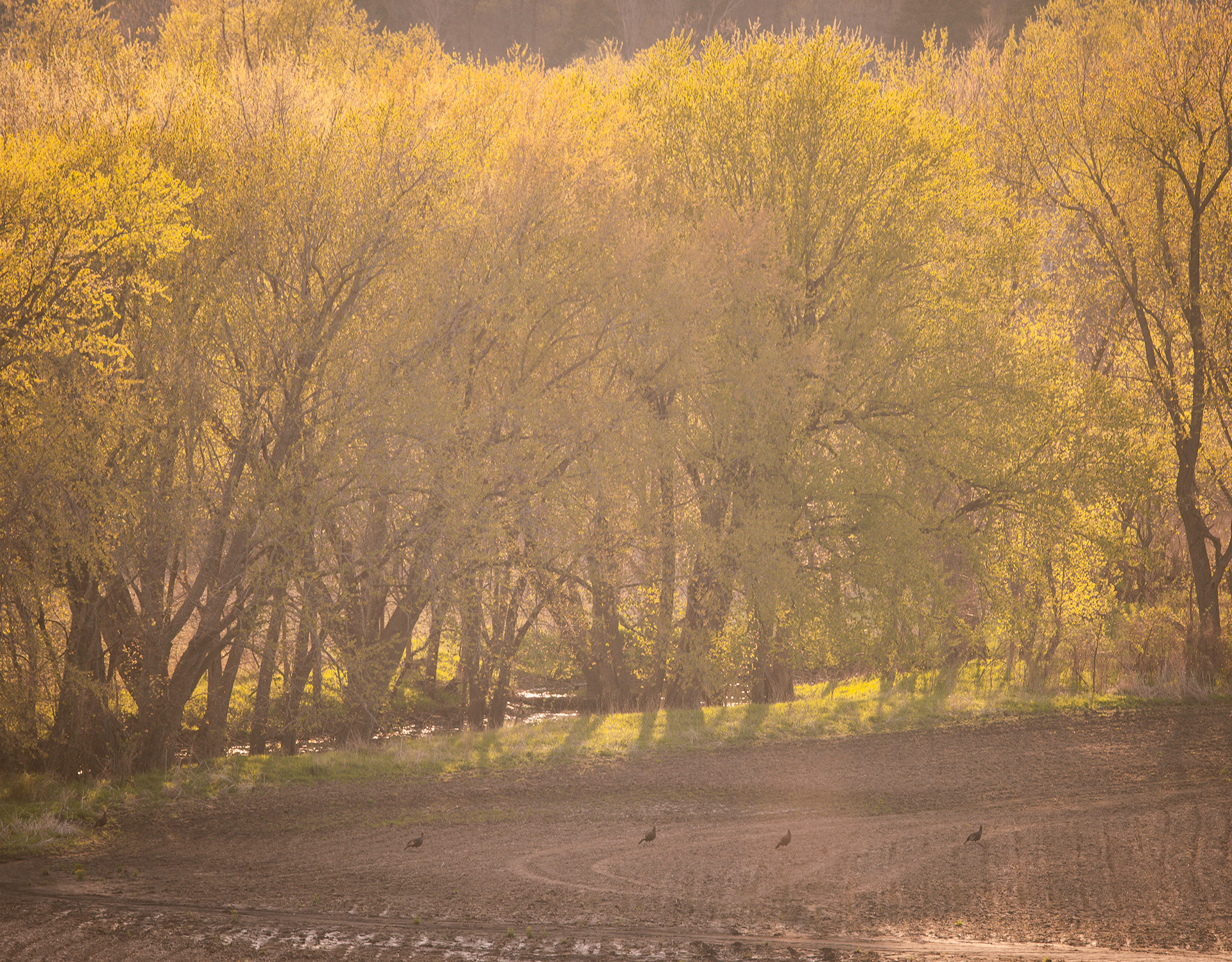 Find More Turkeys | How To Roost a Turkey | onX Hunt