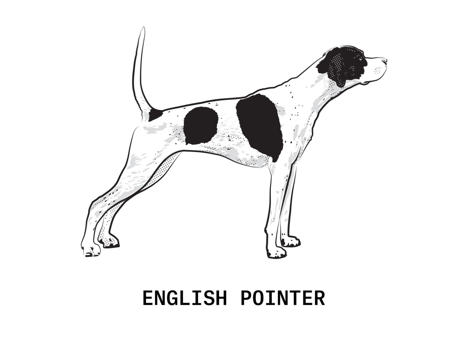 Best Hunting Dog Breeds for Every Bird | Upland Gun Dogs Guide