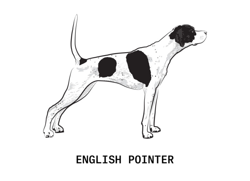 Best Hunting Dog Breeds for Every Bird | Upland Gun Dogs Guide