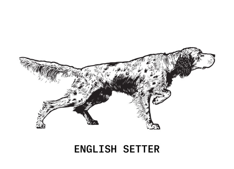 Best Hunting Dog Breeds for Every Bird | Upland Gun Dogs Guide