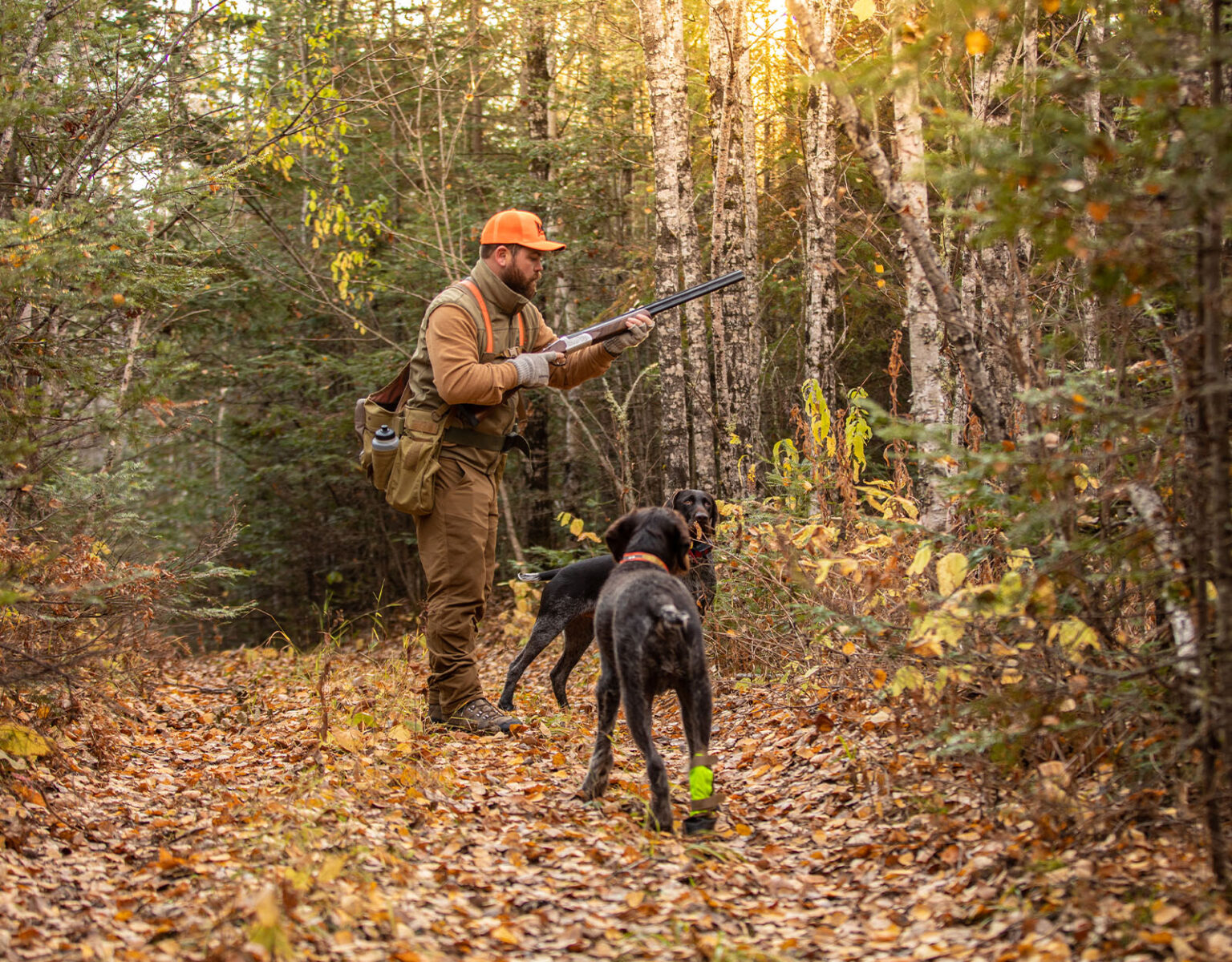 Best Hunting Dog Breeds for Every Bird | Upland Gun Dogs Guide