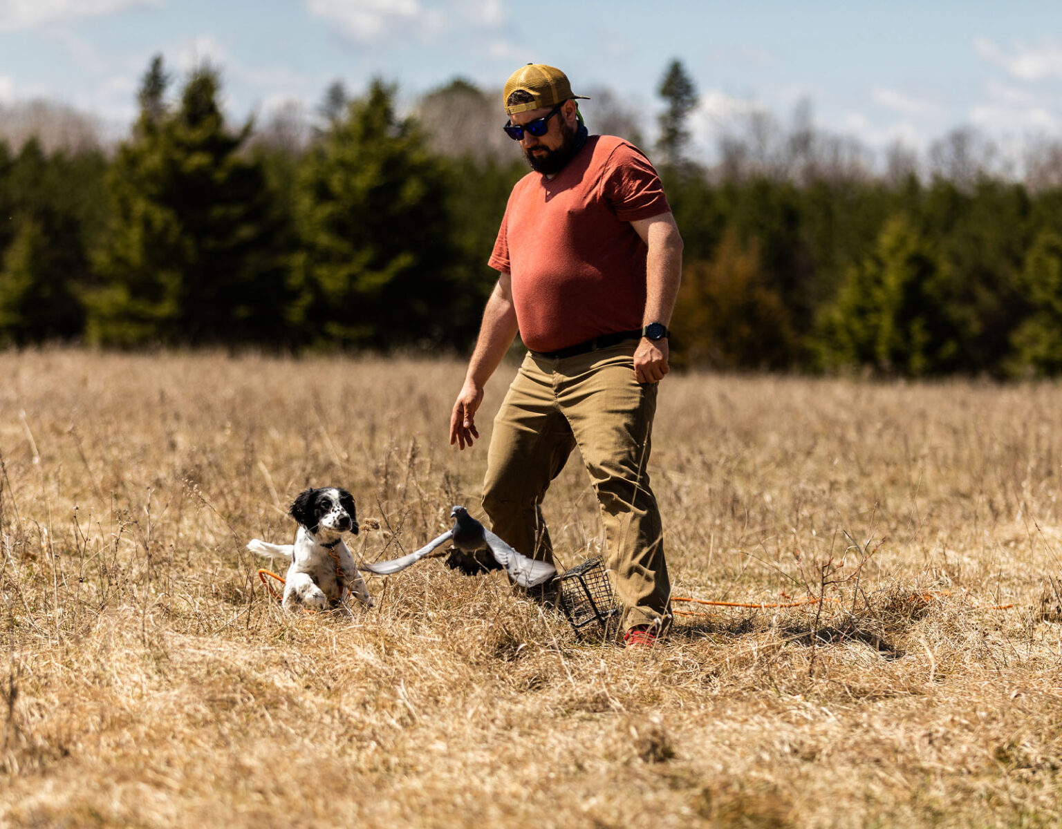 Best Hunting Dog Breeds for Every Bird | Upland Gun Dogs Guide