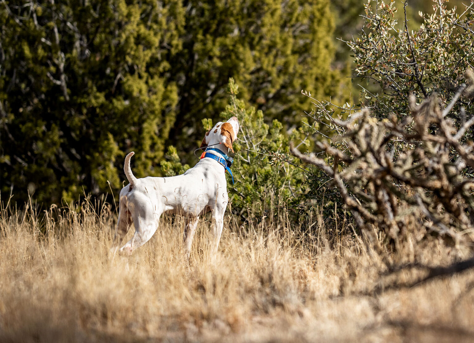 Best Hunting Dog Breeds for Every Bird | Upland Gun Dogs Guide