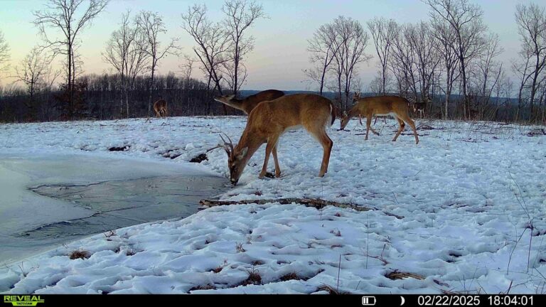 Watering Deer | Make a Watering Hole for Deer | onX Hunt