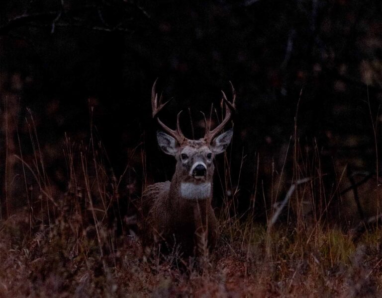 Deer Movement Forecasts: Understand Whitetail Behavior | onX Hunt