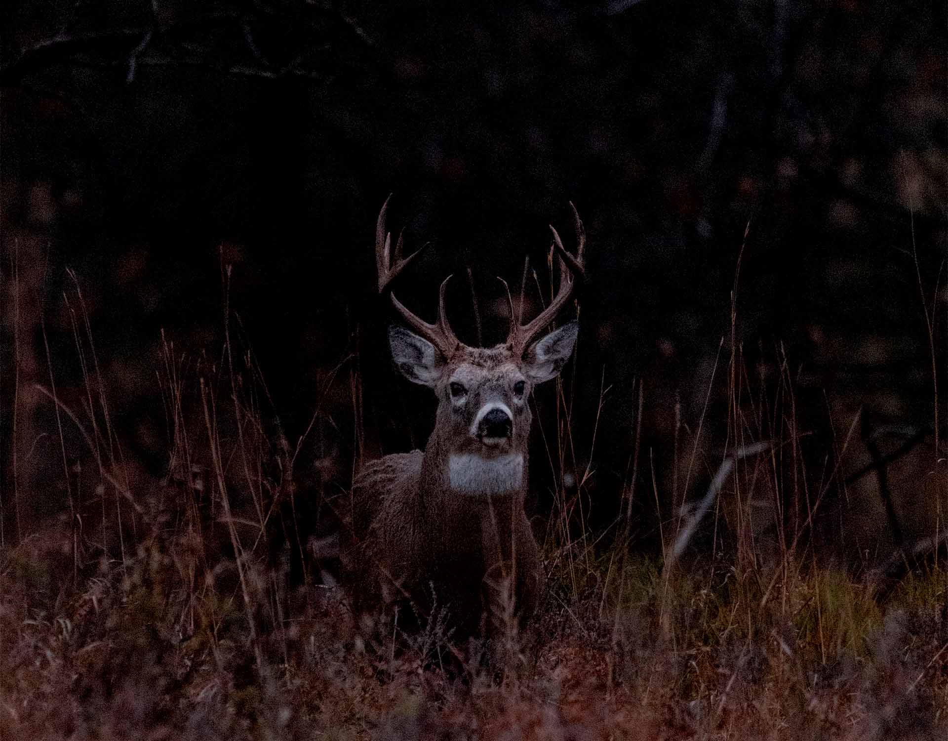 Deer Movement Forecasts: Understand Whitetail Behavior | onX Hunt