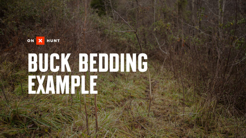 Deer Bedding Areas | Where Do Deer Bed | onX Hunt