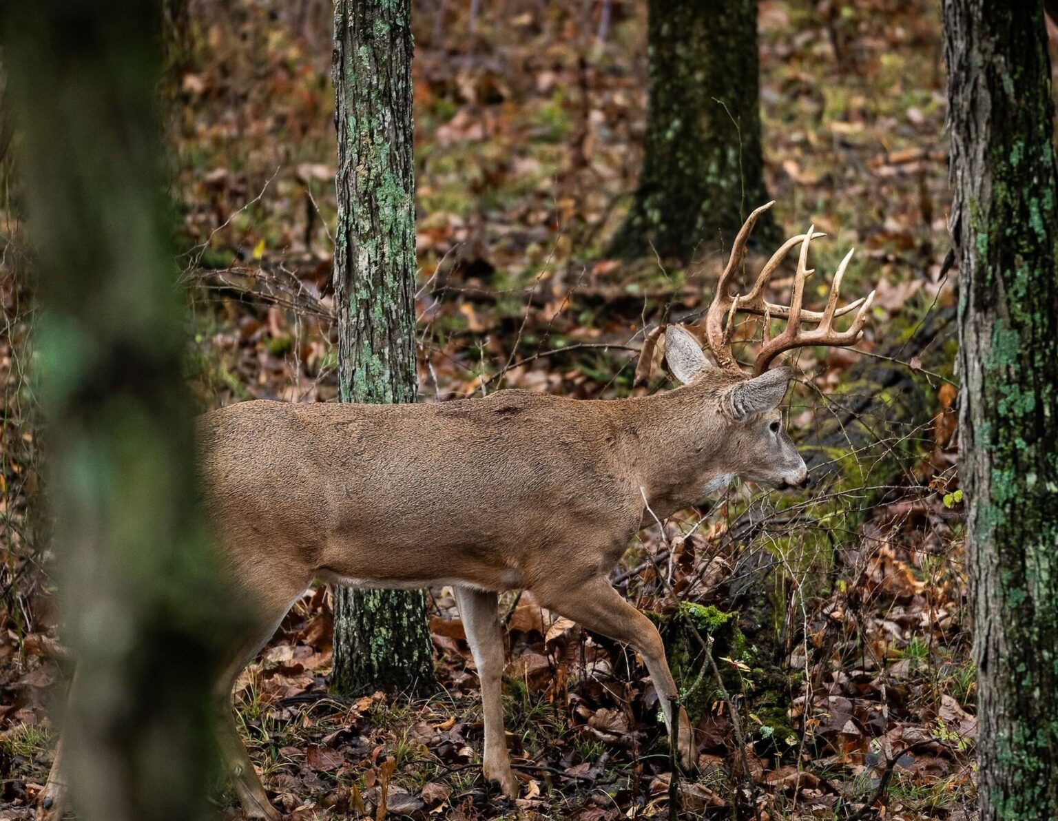 Deer Movement Forecasts: Understand Whitetail Behavior | onX Hunt