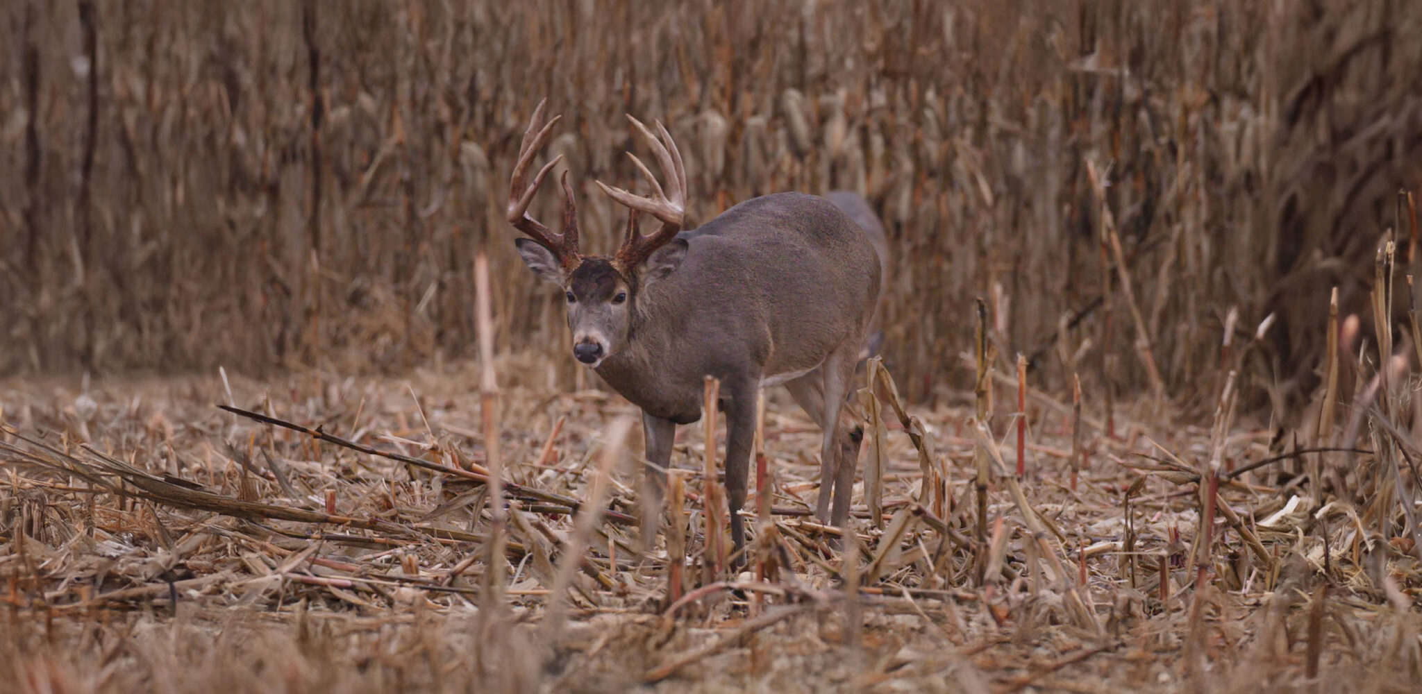 Deer Movement Forecast for Better Planning | onX Hunt