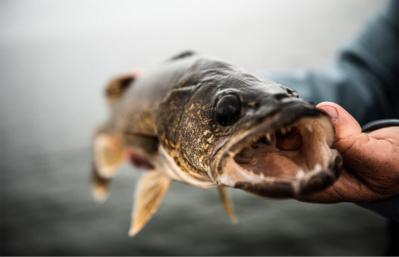 Fish Behavior: Seasonal Movements and Habitat Tips - onX Fish