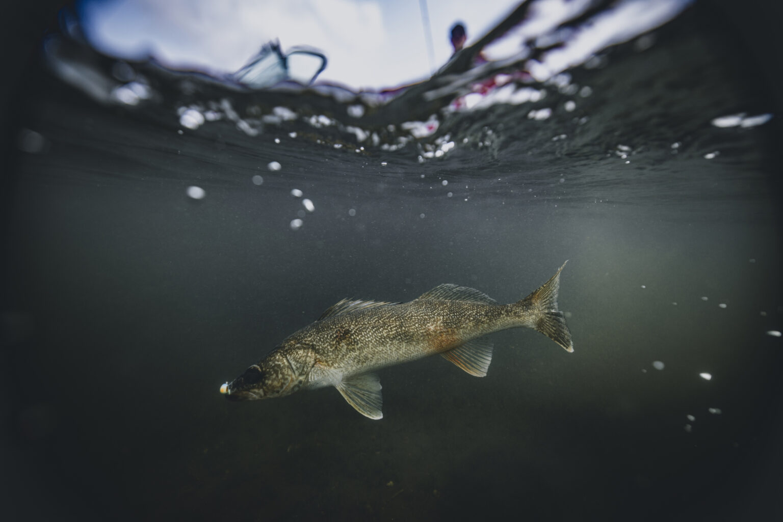 Species - onX Fish
