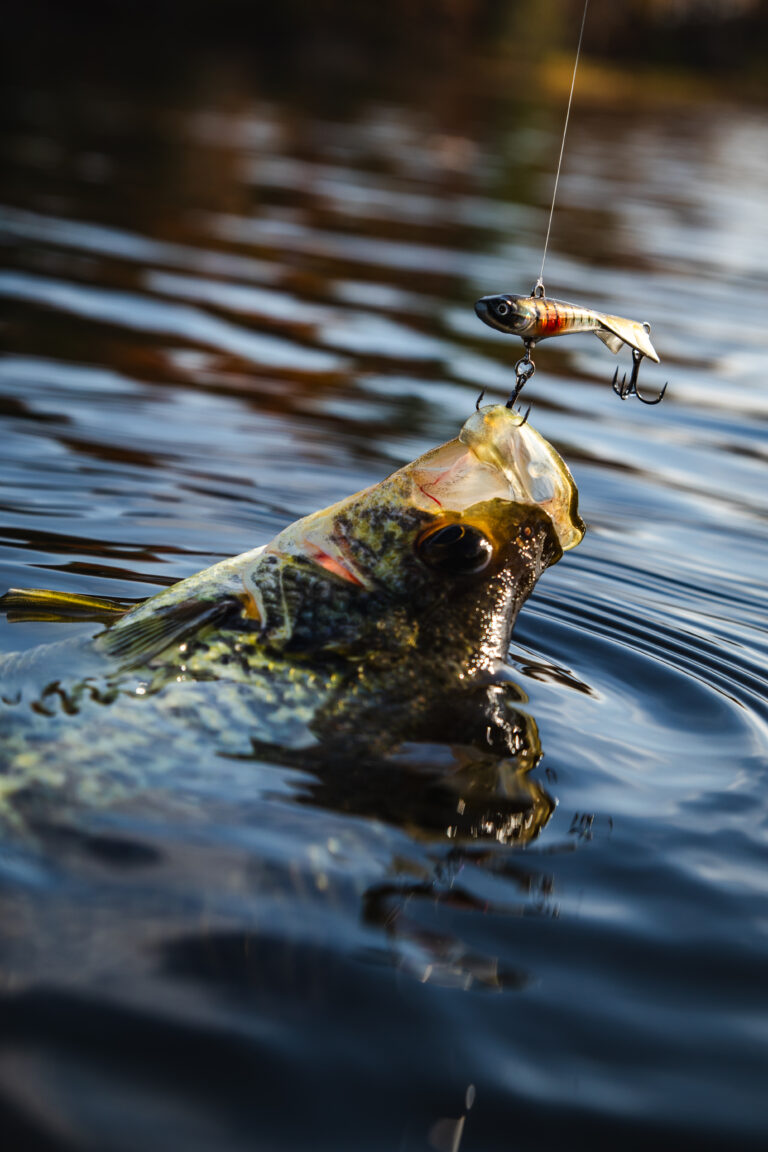 Filter to Find Lakes by Species and Fishing Needs | onX Fish App