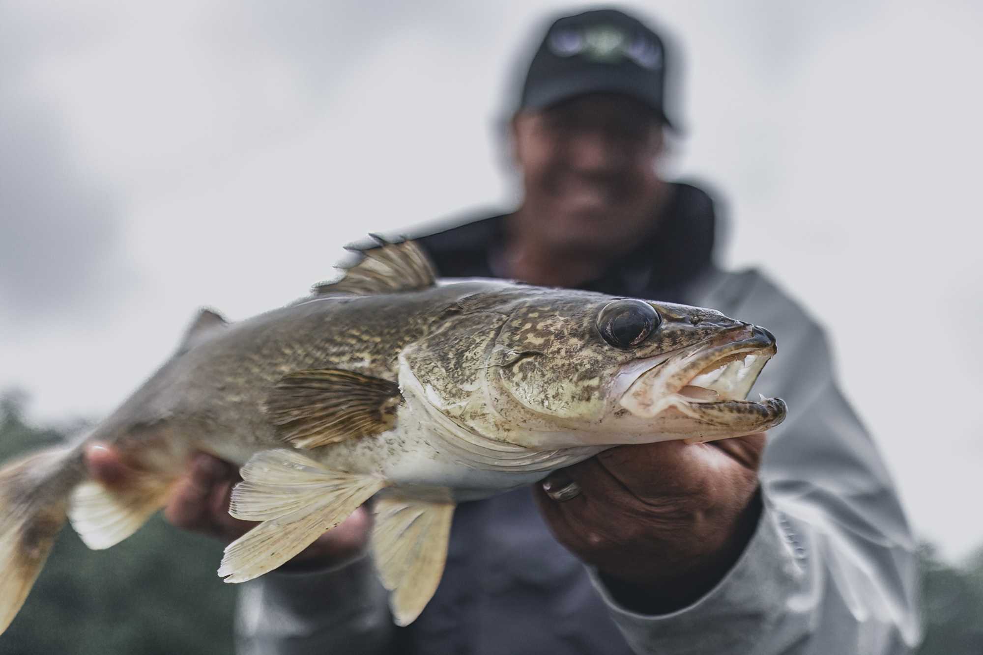 Tips for Targeting Trophy Walleye in the Midwest | onX Fish