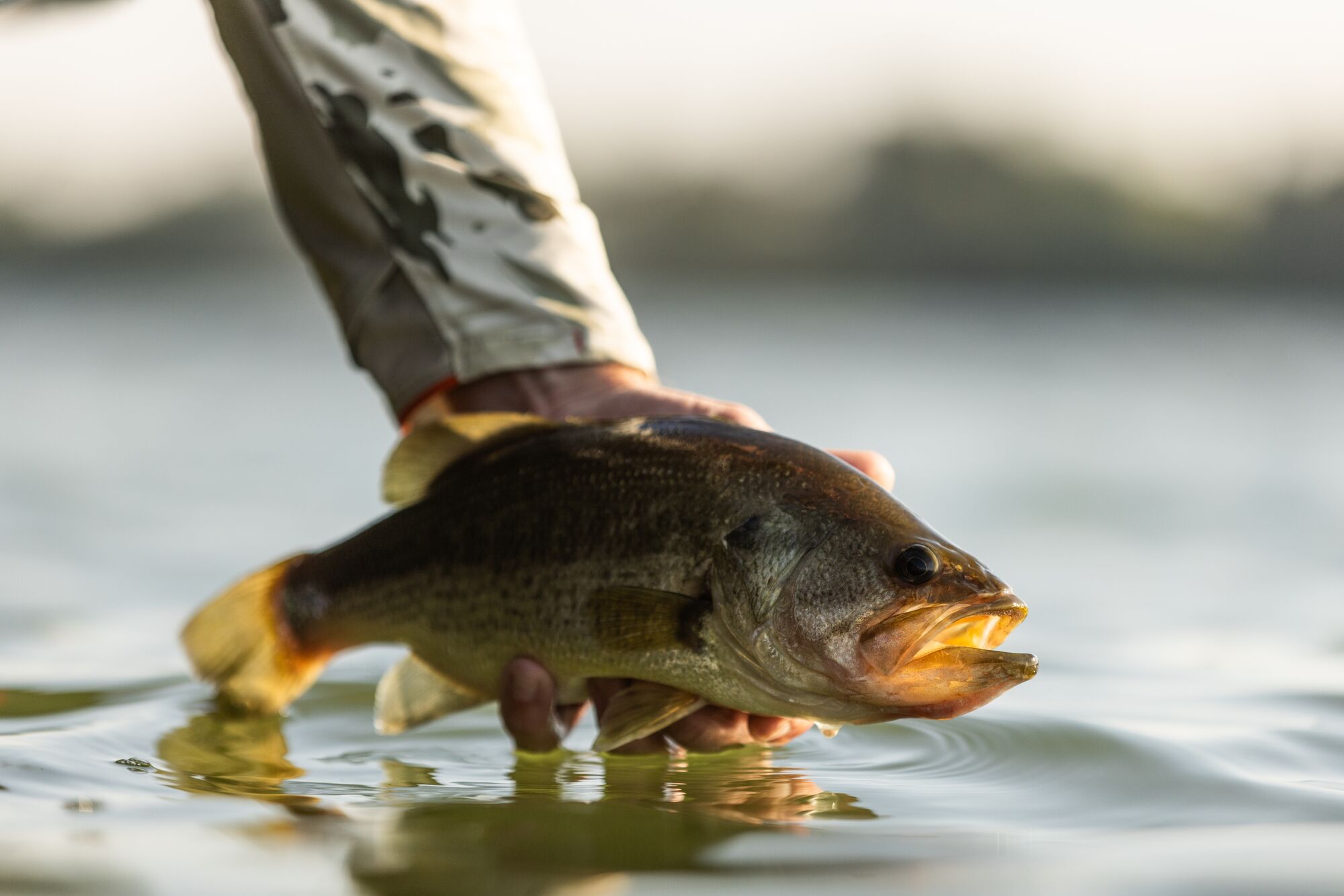 Fish Behavior: Seasonal Movements and Habitat Tips - onX Fish