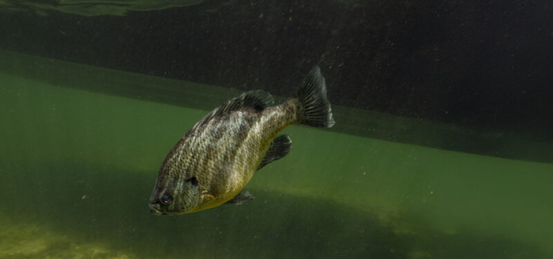 A Guide to Bluegill Fishing: Tips, Gear, & Best Locations - onX Fish