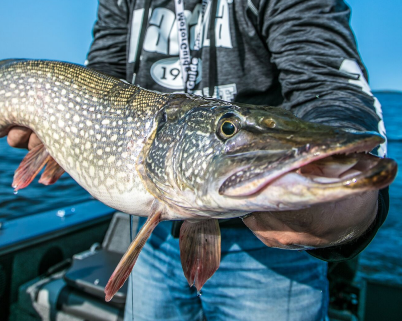 A Guide to Northern Pike Fishing: Tips, Gear, & Best Locations