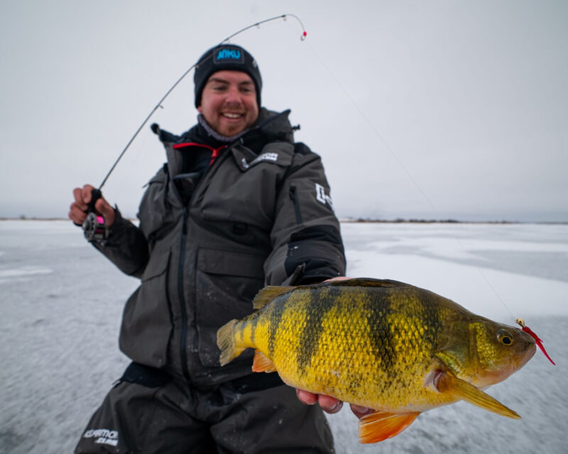 A Guide to Yellow Perch Fish: Tips, Gear, & Best Locations - onX Fish
