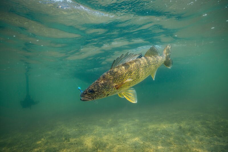 A Guide to Walleye Fishing: Tips, Gear, & Best Locations - onX Fish