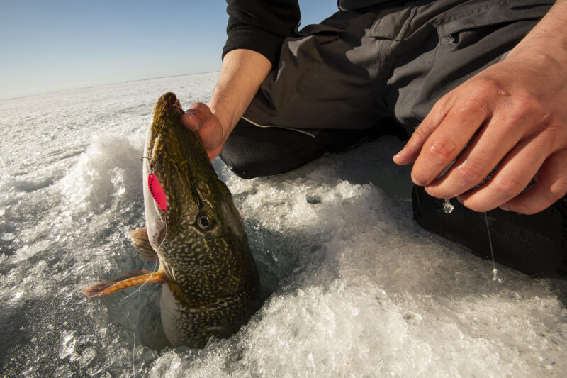 Seasonal Ice Fishing: Early Ice, Midwinter, and Late Ice Tactics - onX Fish