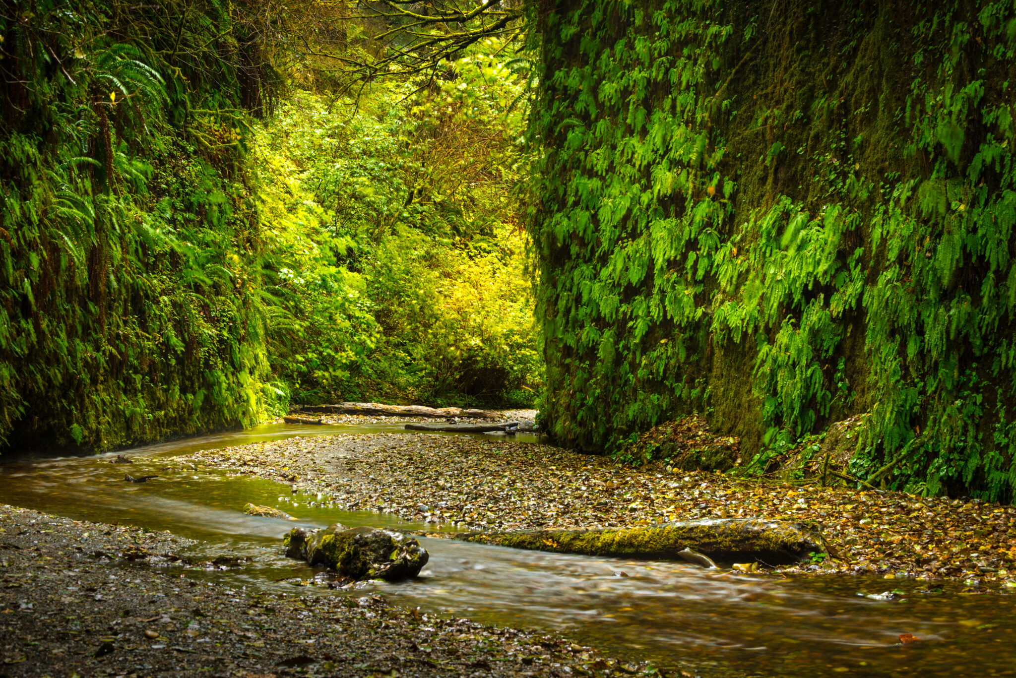 Fern Canyon–A Day Hike for Your Bucket List | onX Backcountry